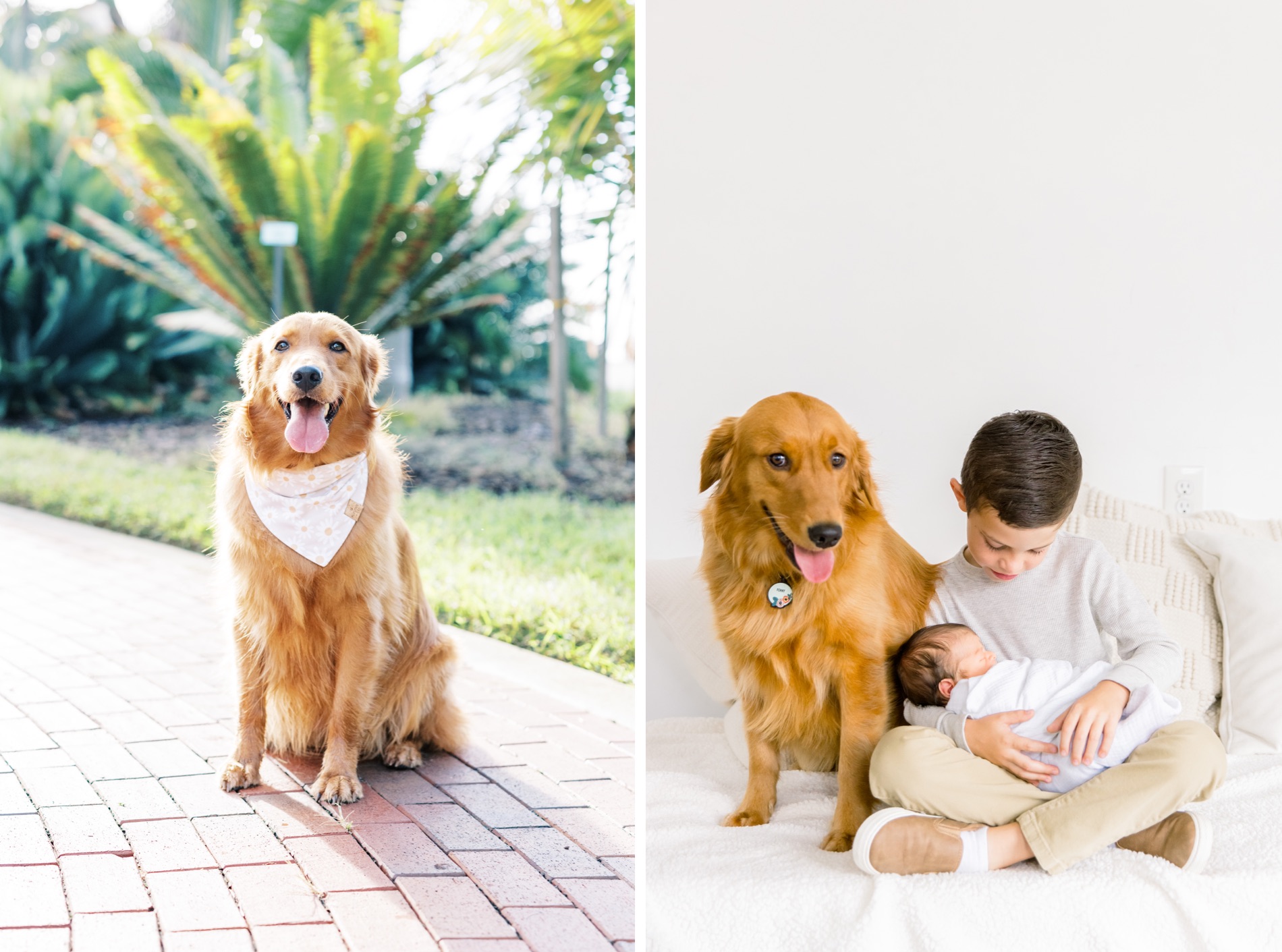 How to Prep Your Dogs for Photoshoot